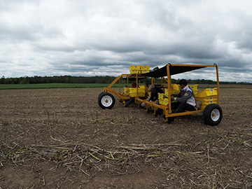 GVF Asparagus Row Picking Cart